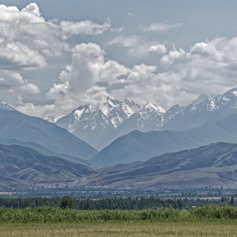 Krowa miniaturka – wszystko, co musisz wiedzieć o tych przeuroczych ...