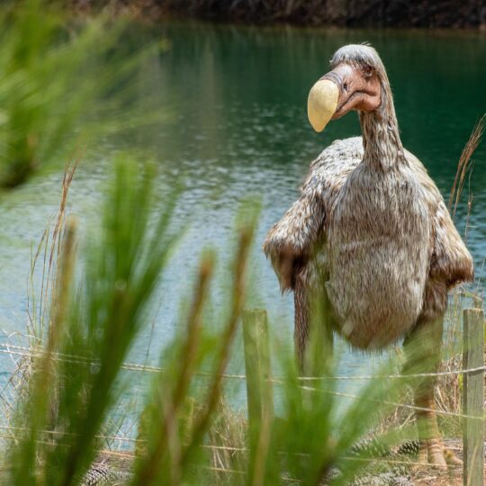 Krowa miniaturka – wszystko, co musisz wiedzieć o tych przeuroczych ...