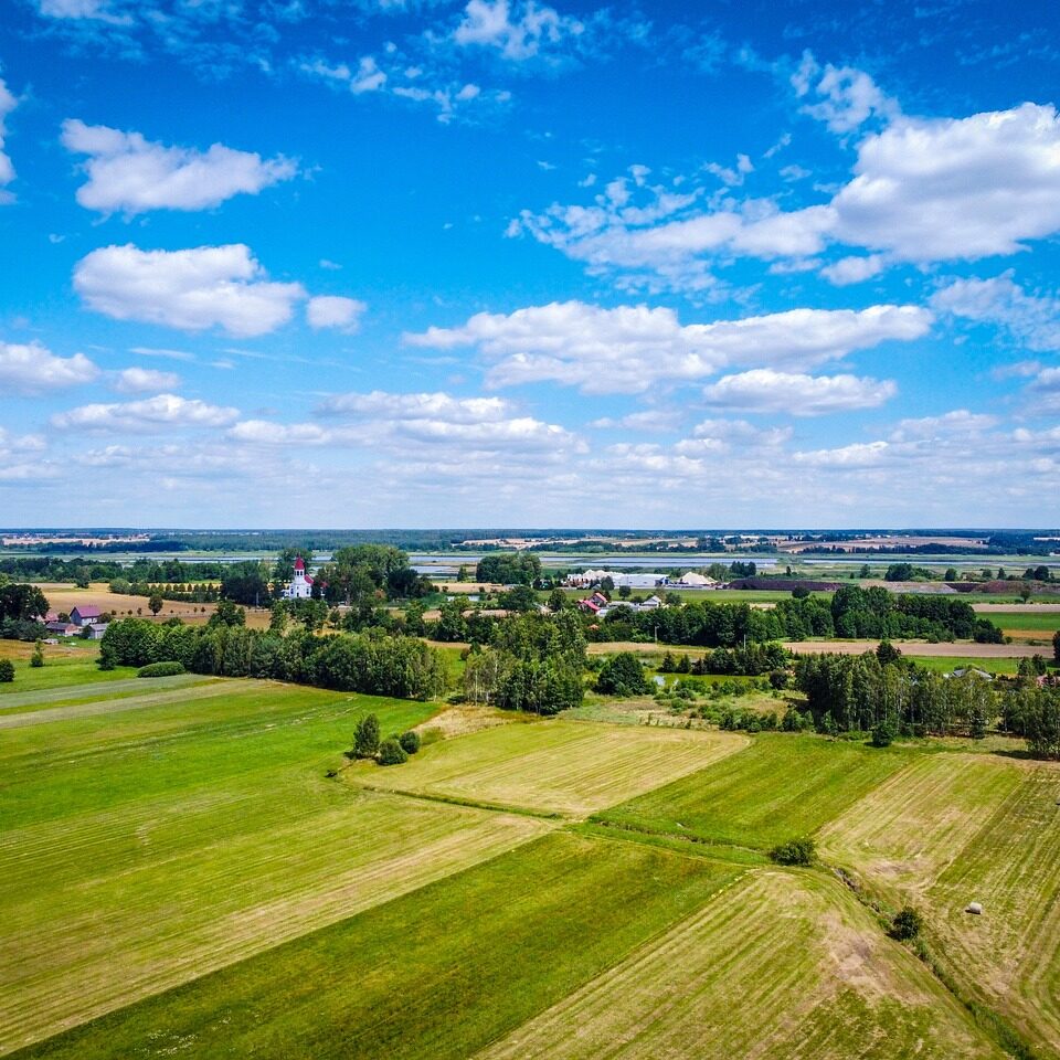 Krowa miniaturka – wszystko, co musisz wiedzieć o tych przeuroczych ...
