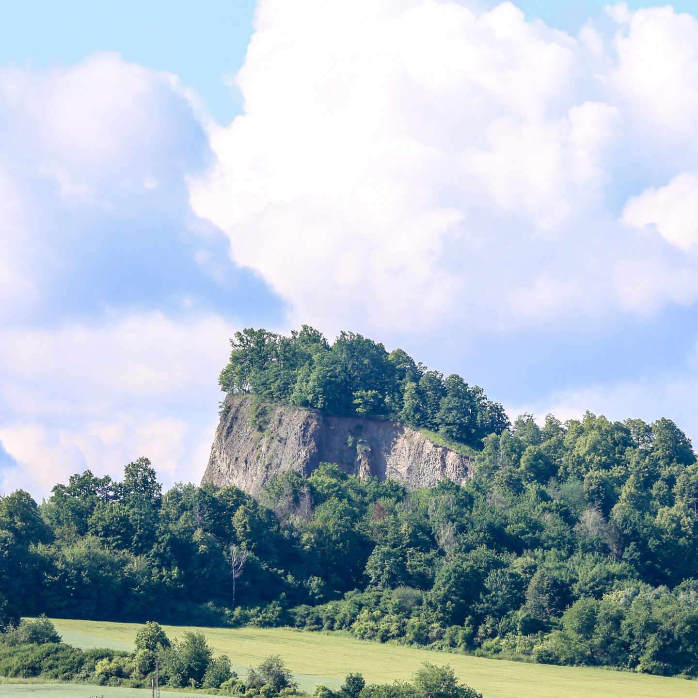 Krowa miniaturka – wszystko, co musisz wiedzieć o tych przeuroczych ...