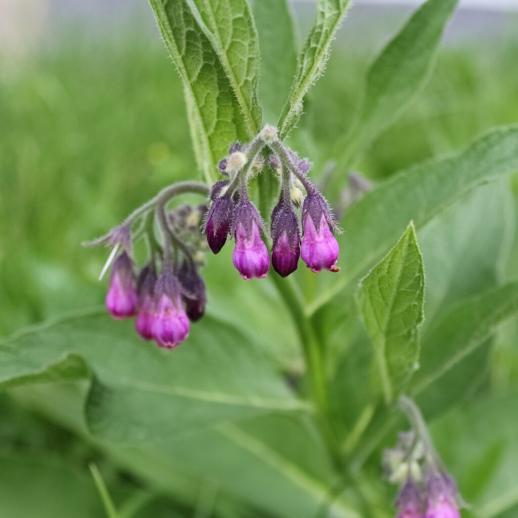 Krowa miniaturka – wszystko, co musisz wiedzieć o tych przeuroczych ...