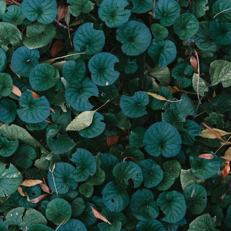 Krowa miniaturka – wszystko, co musisz wiedzieć o tych przeuroczych ...