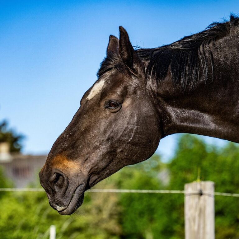 Krowa miniaturka – wszystko, co musisz wiedzieć o tych przeuroczych ...