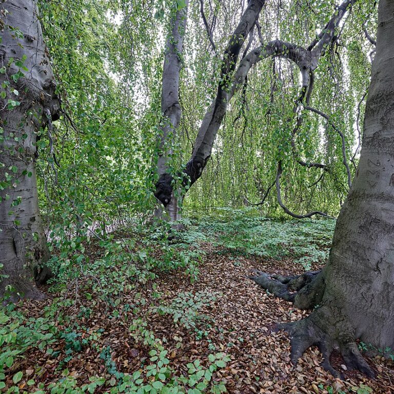 Krowa miniaturka – wszystko, co musisz wiedzieć o tych przeuroczych ...