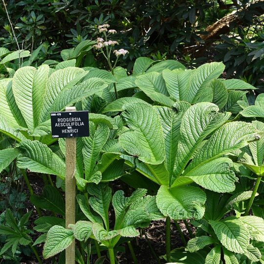 Krowa miniaturka – wszystko, co musisz wiedzieć o tych przeuroczych ...