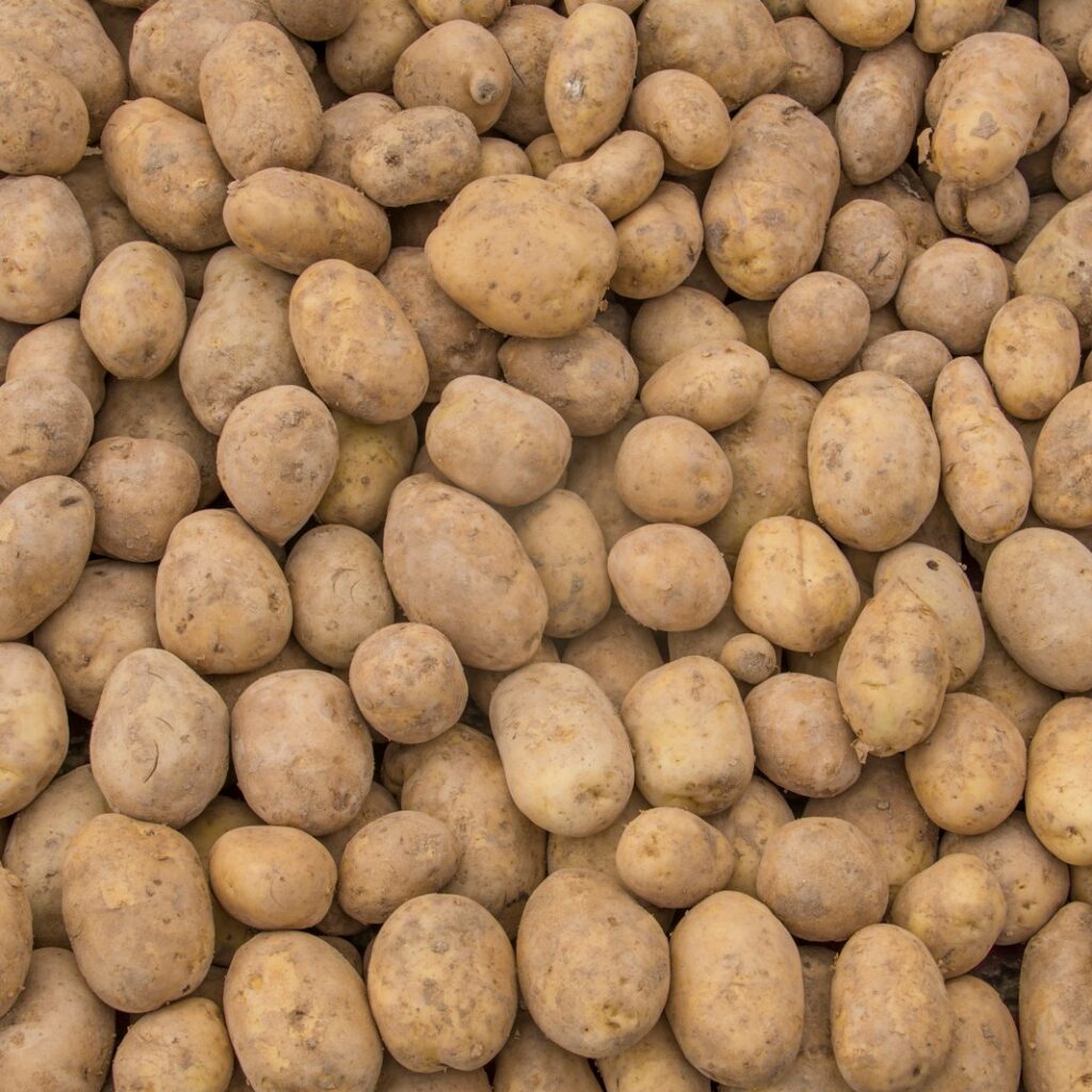 ARiMR logowanie i rejestracja zwierząt – praktyczny poradnik dla rolników