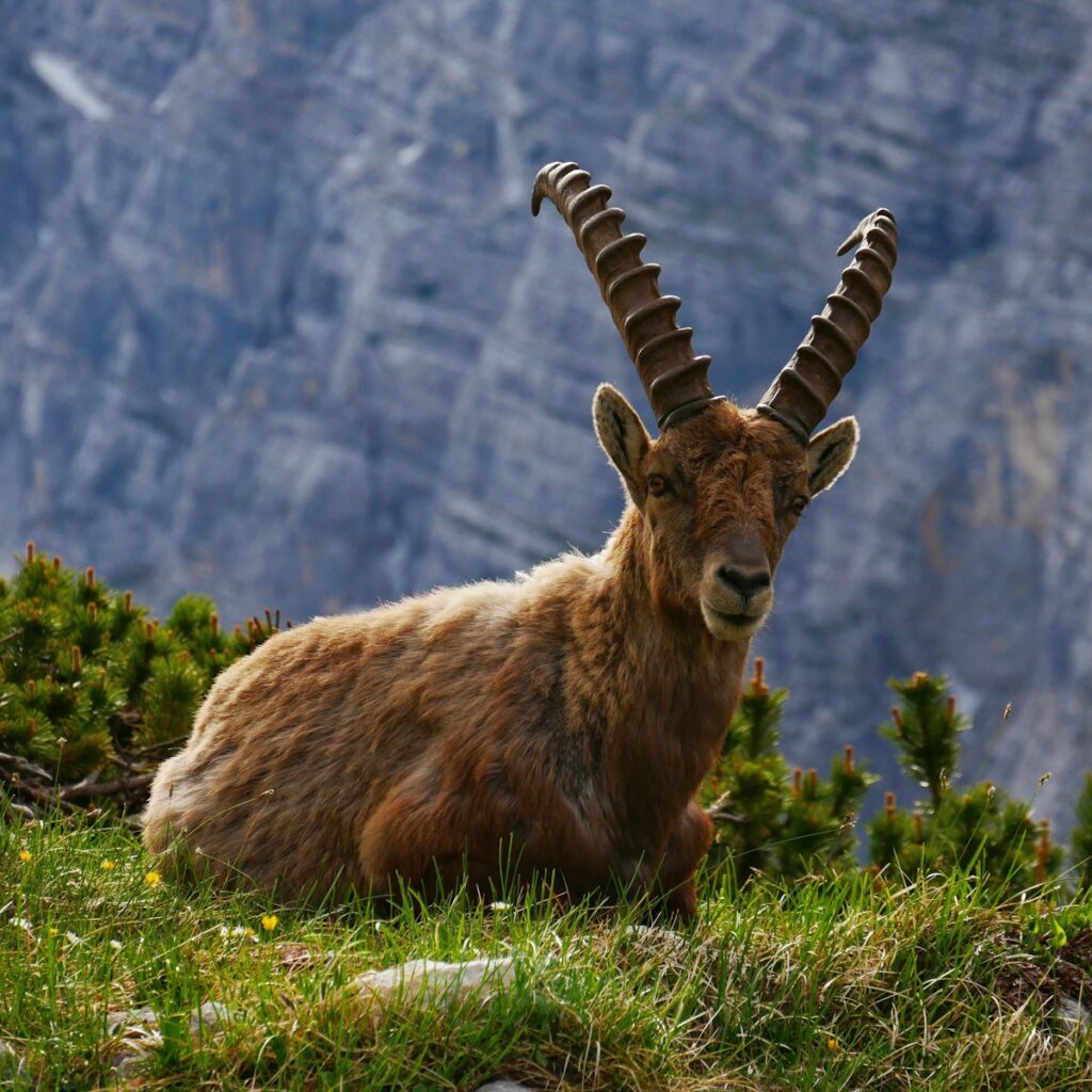 Krowa miniaturka – wszystko, co musisz wiedzieć o tych przeuroczych ...