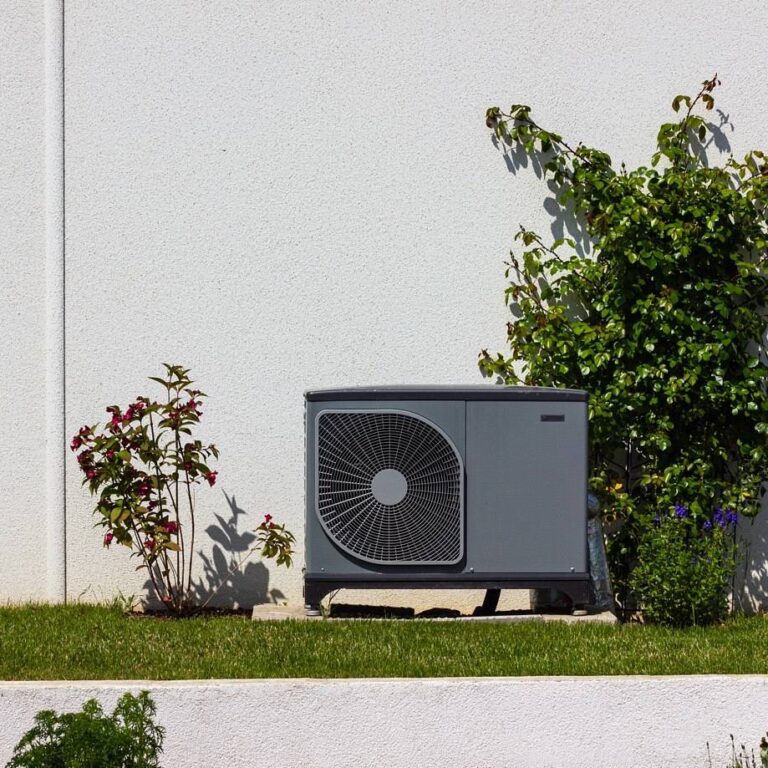 Krowa miniaturka – wszystko, co musisz wiedzieć o tych przeuroczych ...