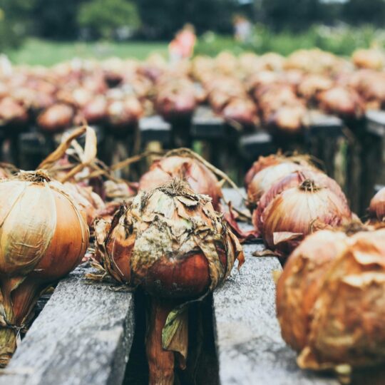 Krowa miniaturka – wszystko, co musisz wiedzieć o tych przeuroczych ...